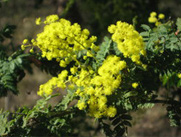 Australian Plant Society :: East Hills Group