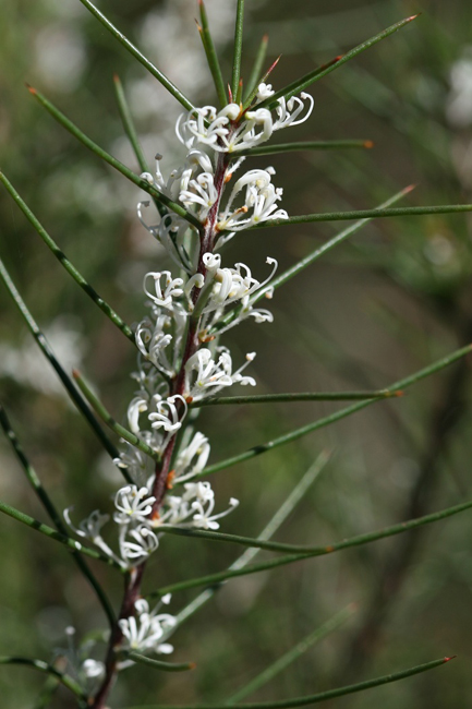 Australian Plant Society :: East Hills Group :: Local Plants